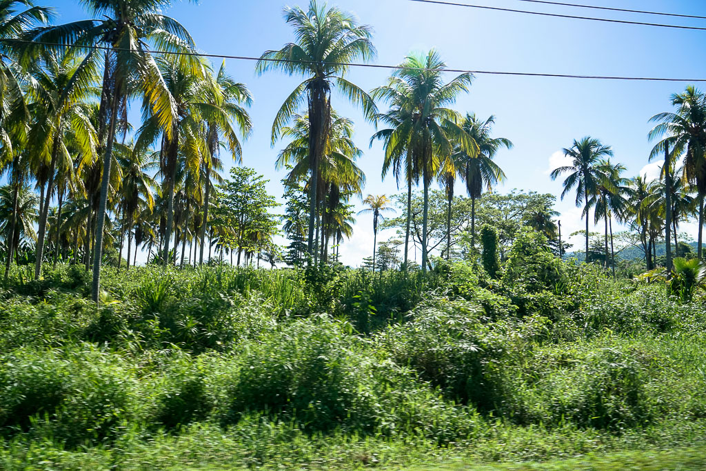 Jamaica – Daniel Palmisano